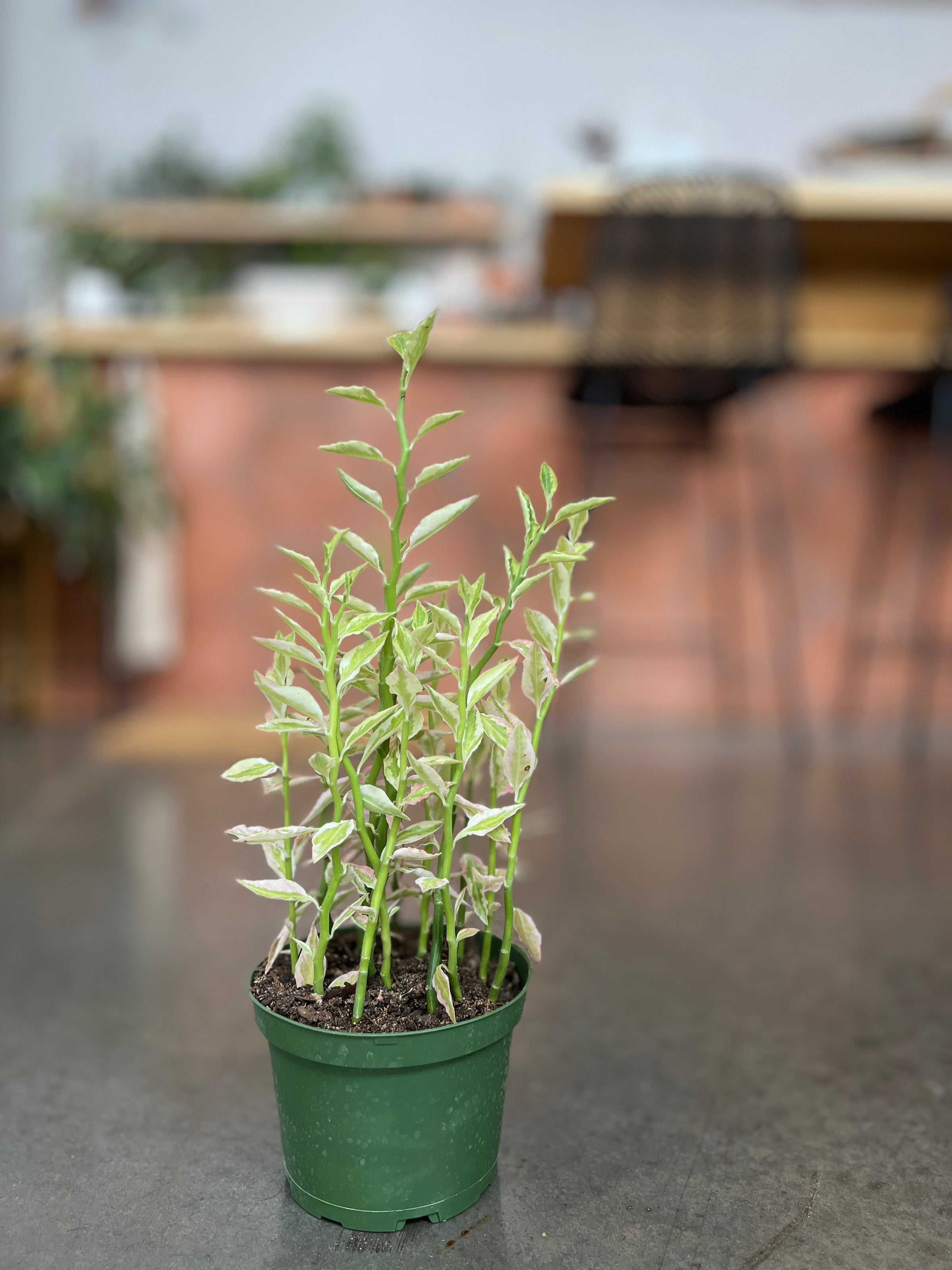 devil's backbone herb