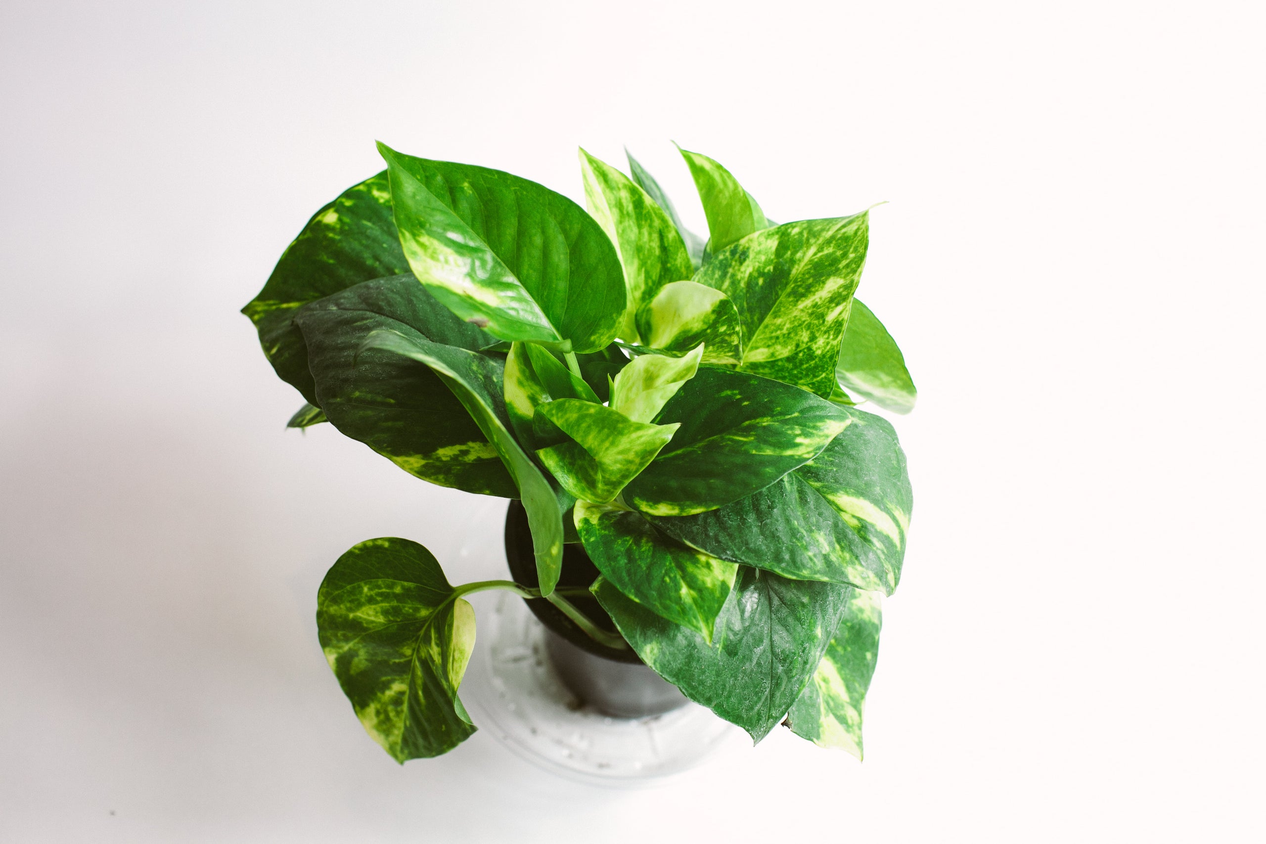 Epipremnum Aureum Golden Pothos