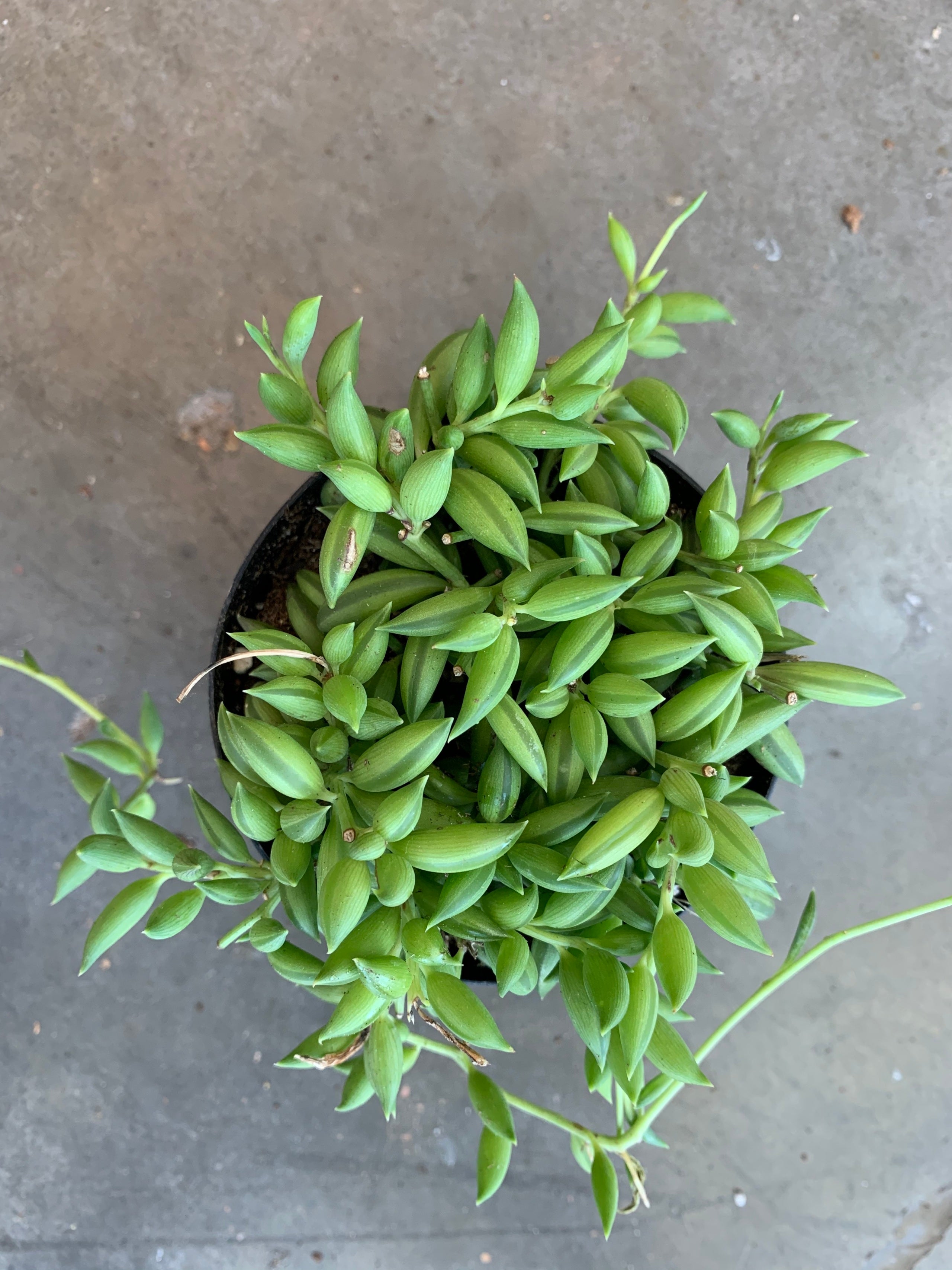 Senecio radicans glauca 'String of Bananas' | The Plant Shoppe- Studio ...